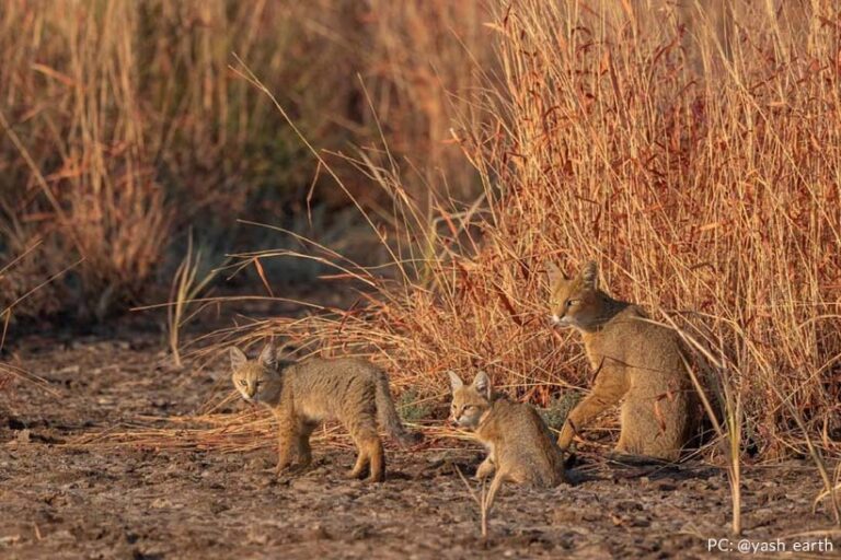 Jungle Cat in India: Get to Know this Solitary Cat - Indianwildography