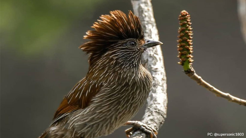 Wildlife India Archives - Indianwildography