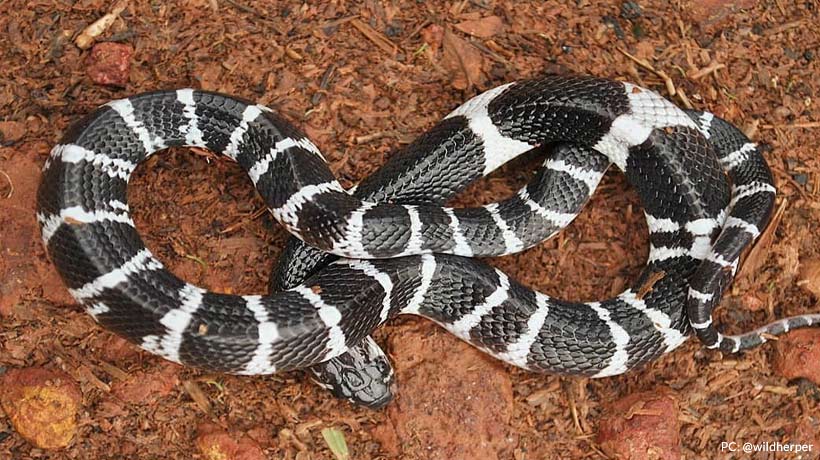 Wildlife India Archives - Indianwildography