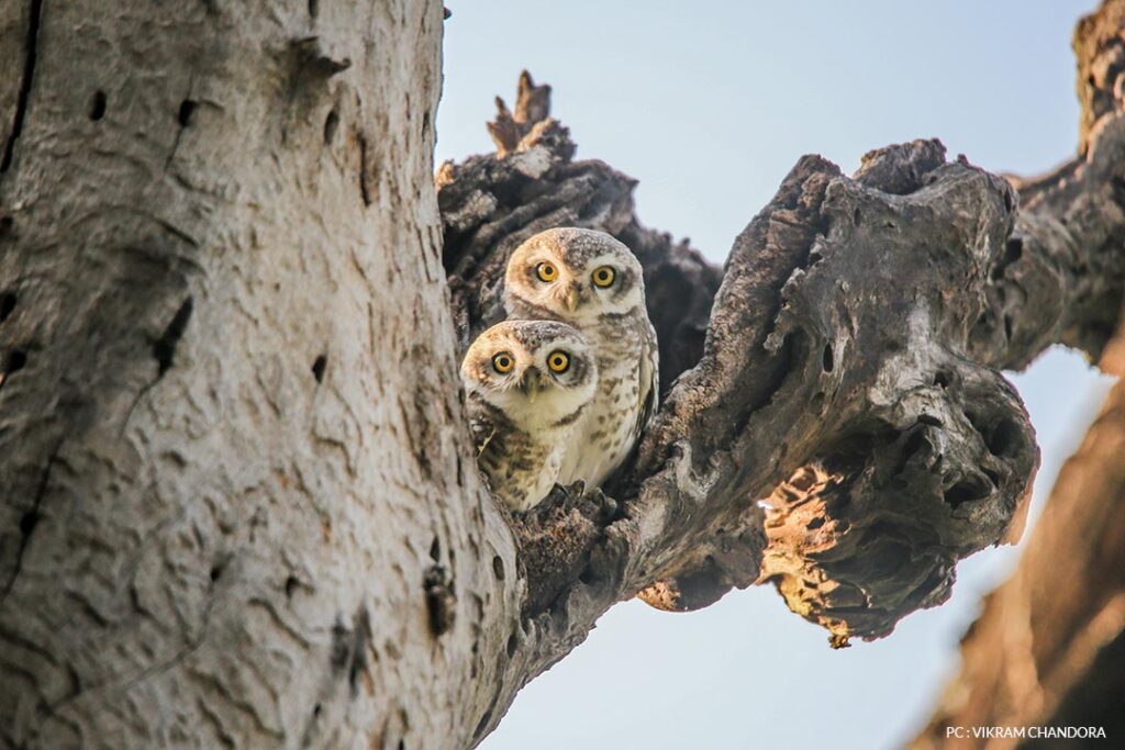 Best Night Vision Species: Nocturnal Wildlife in India - IndianWildography