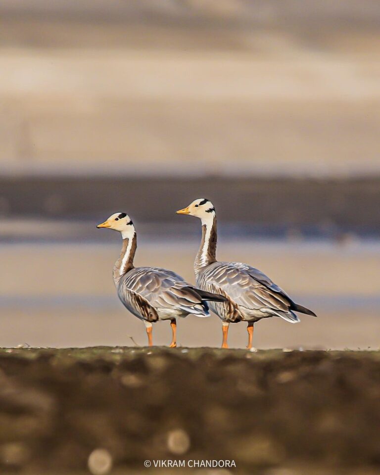 A Complete Guide to Migratory Birds of India - IndianWildography
