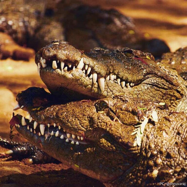 Spot Crocodiles in their Natural Habitat at these Places ...