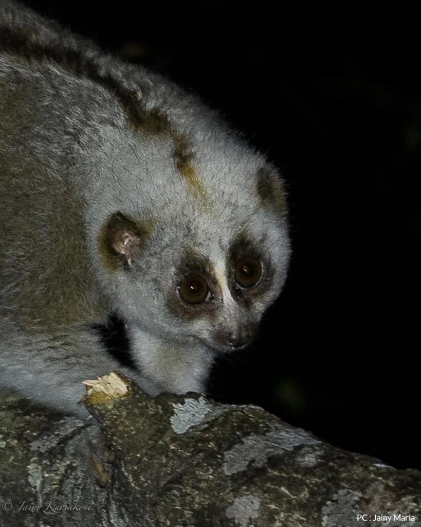 Endangered Primates of India - IndianWildography